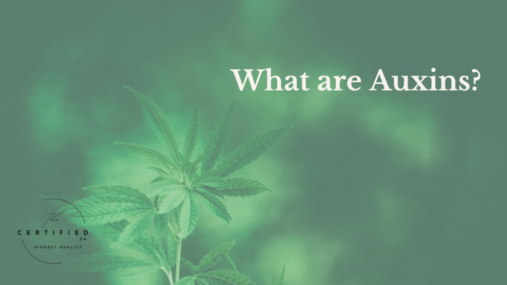 What are Auxins? - The Certified Za